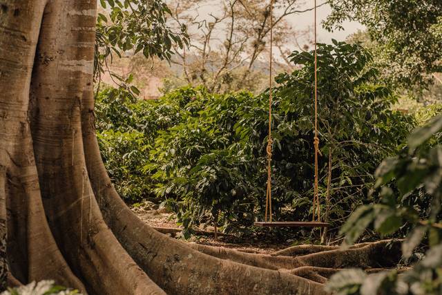 Museo Bola de Oro Finca Roma - Consulta disponibilidad y precios